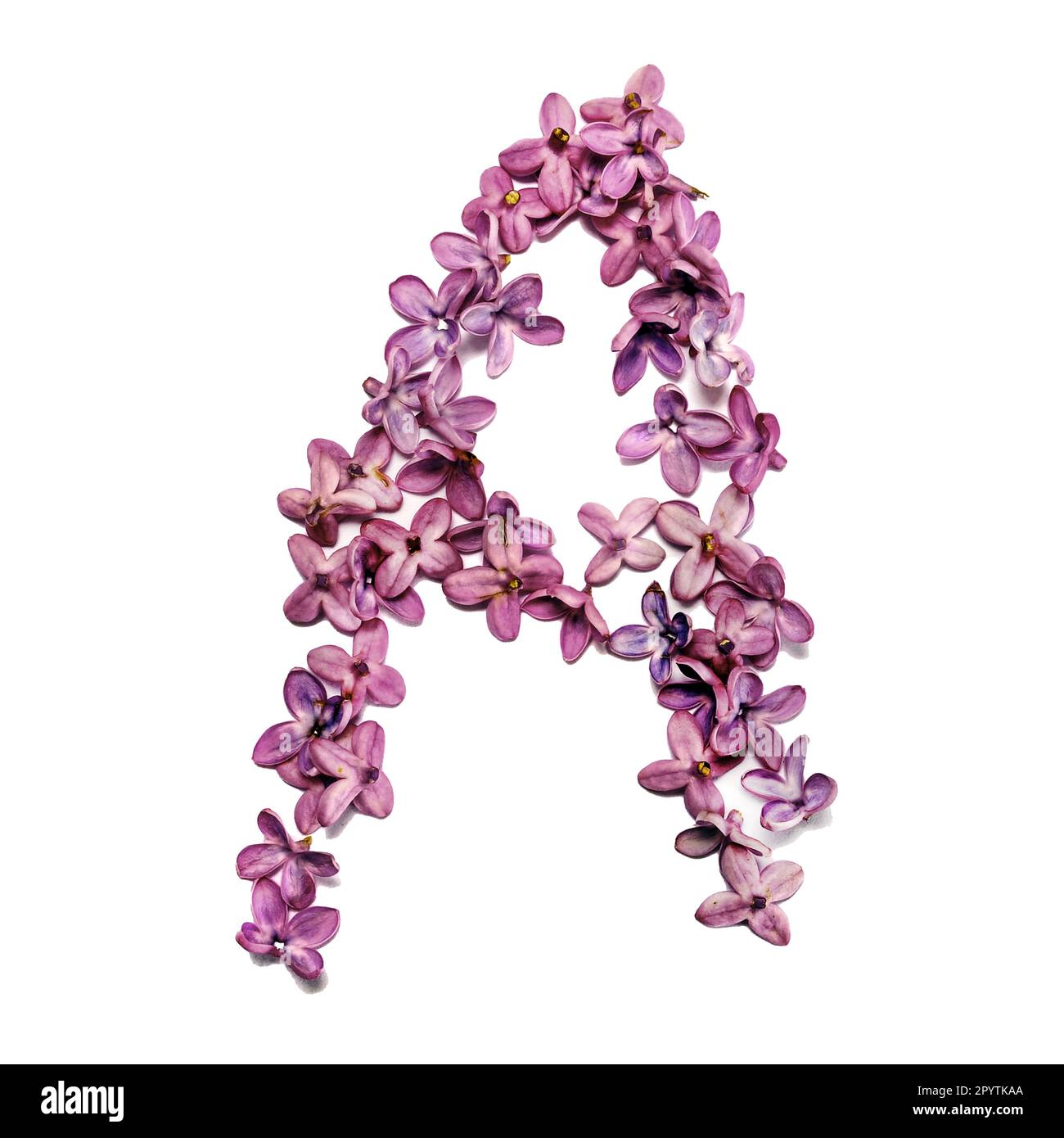 The letter A made of lilac flowers. Square photo with white background ...