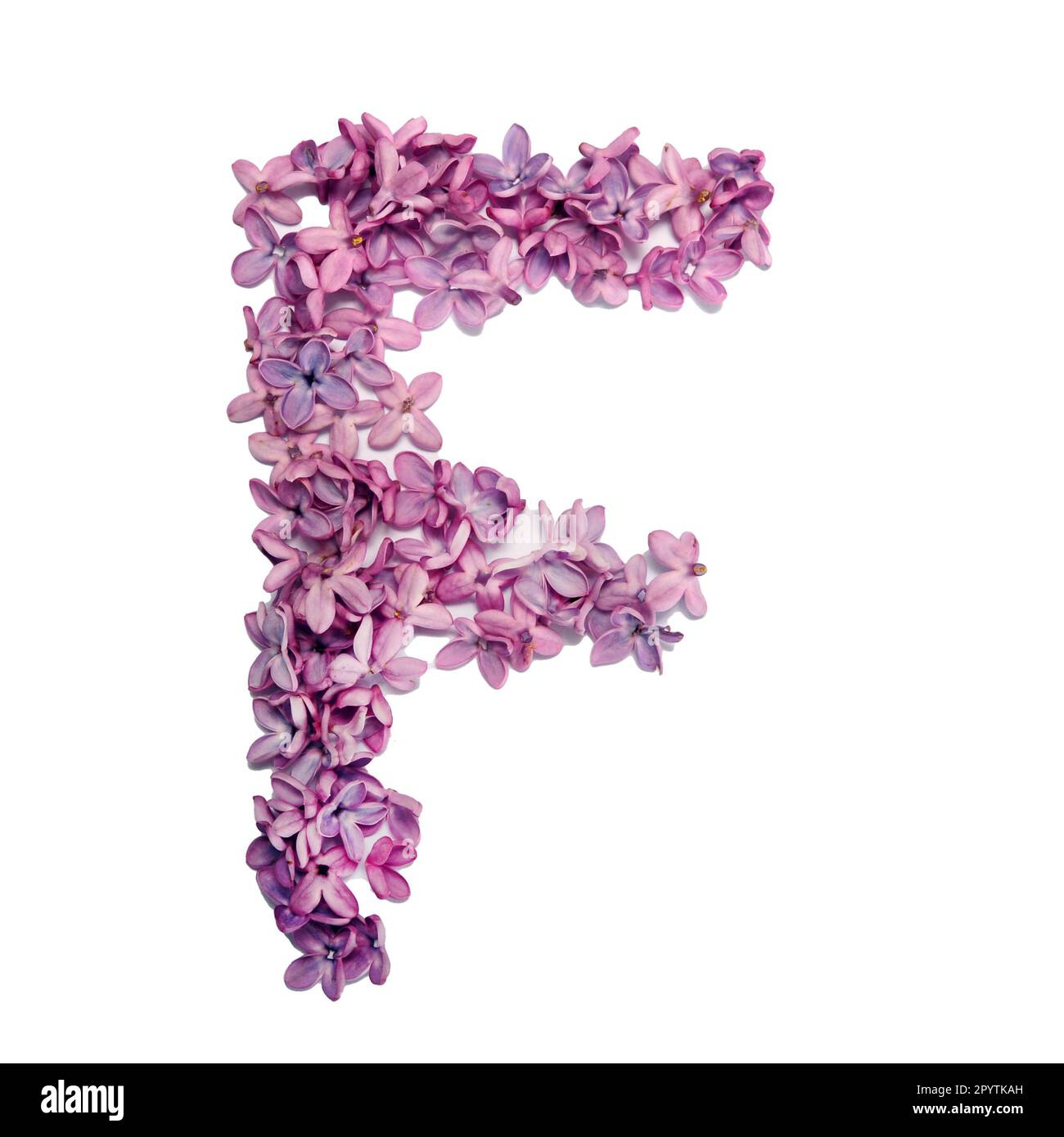 The letter F made of lilac flowers. Square photo with white background ...