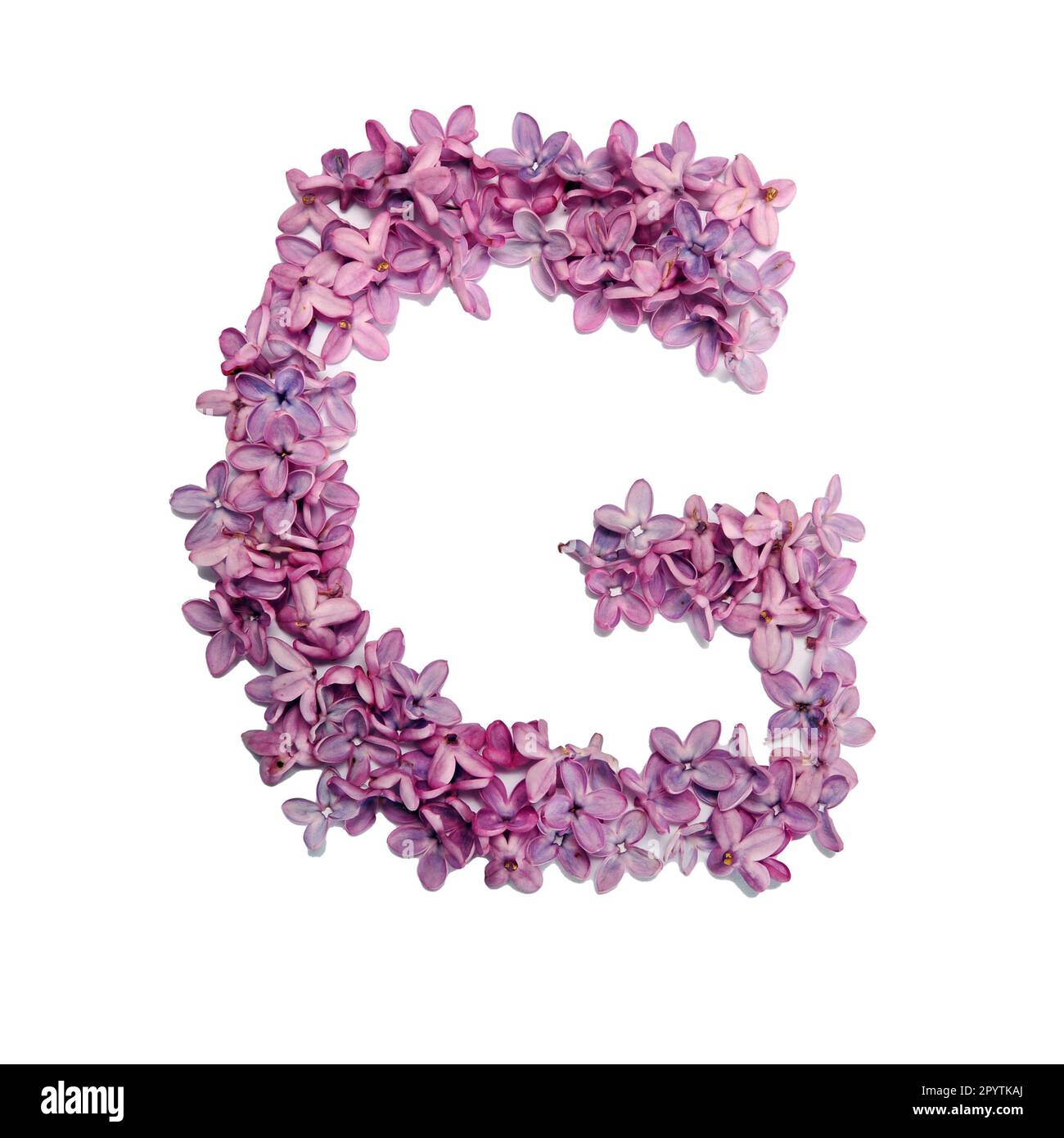 The letter G made of lilac flowers. Square photo with white background ...
