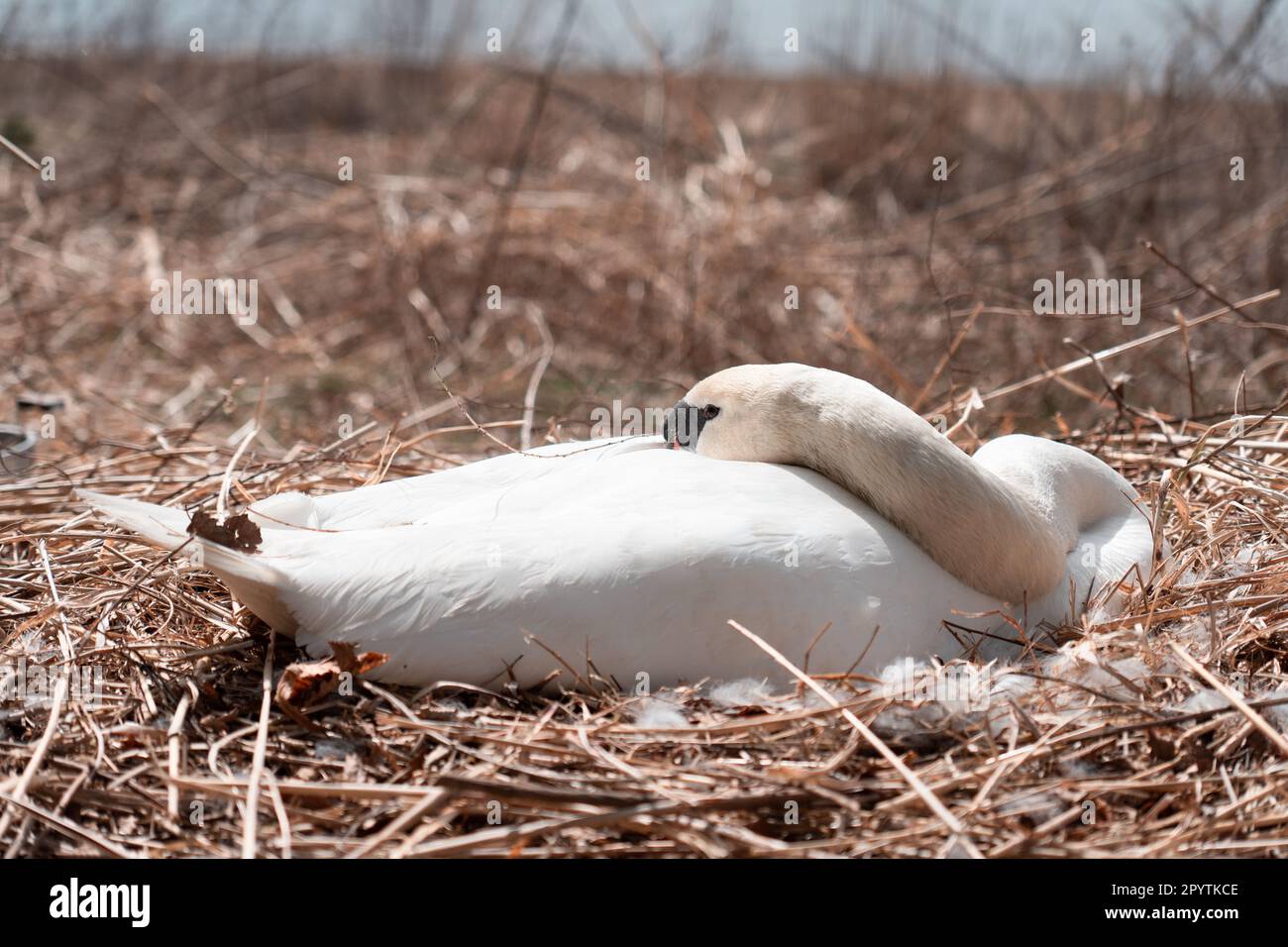 Swan sleeping on a nest in the reeds Stock Photo - Alamy