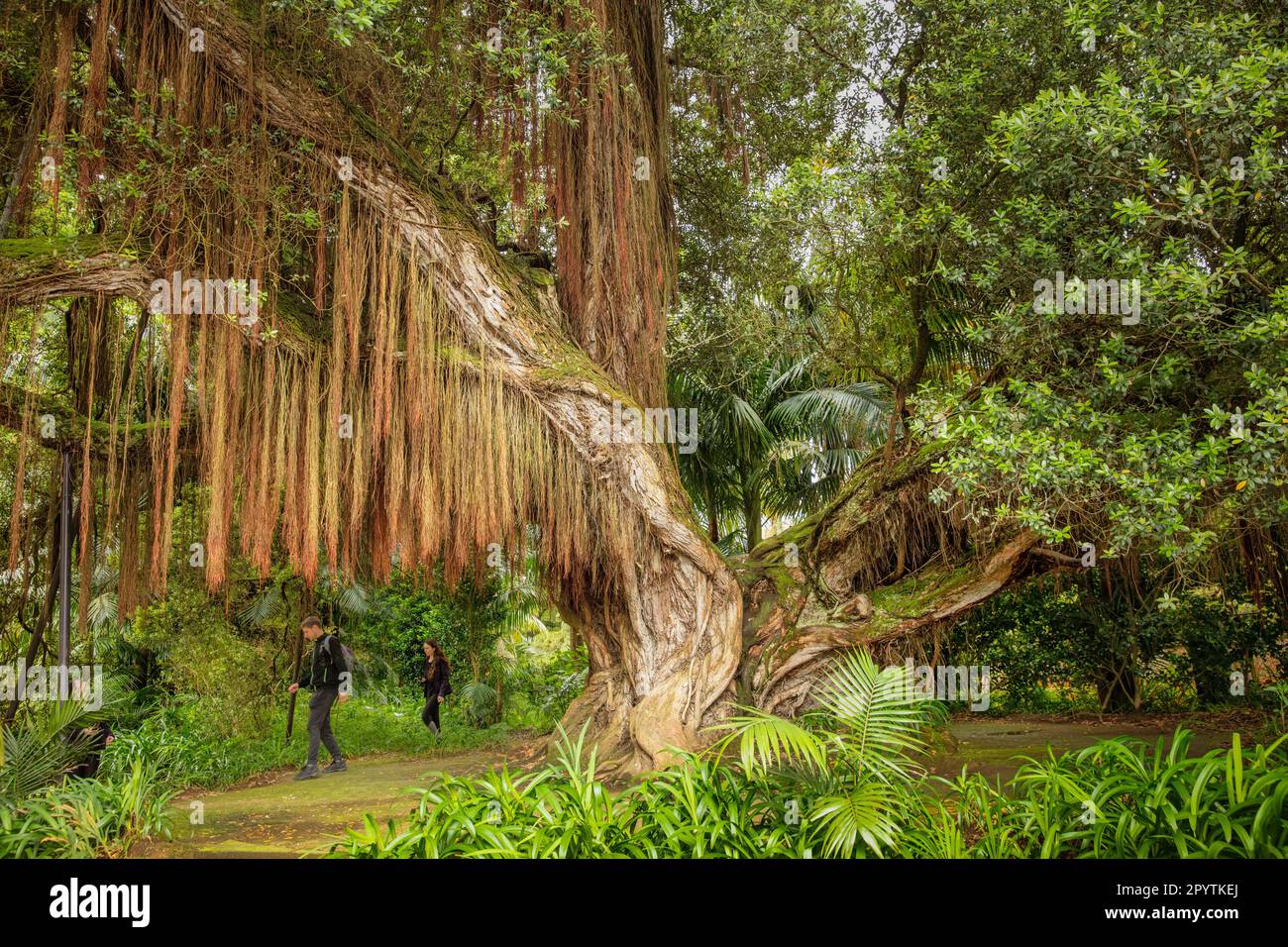 Portugal, Azores, Sao Miguel Island, Furnas. Terra Nostra Park and ...