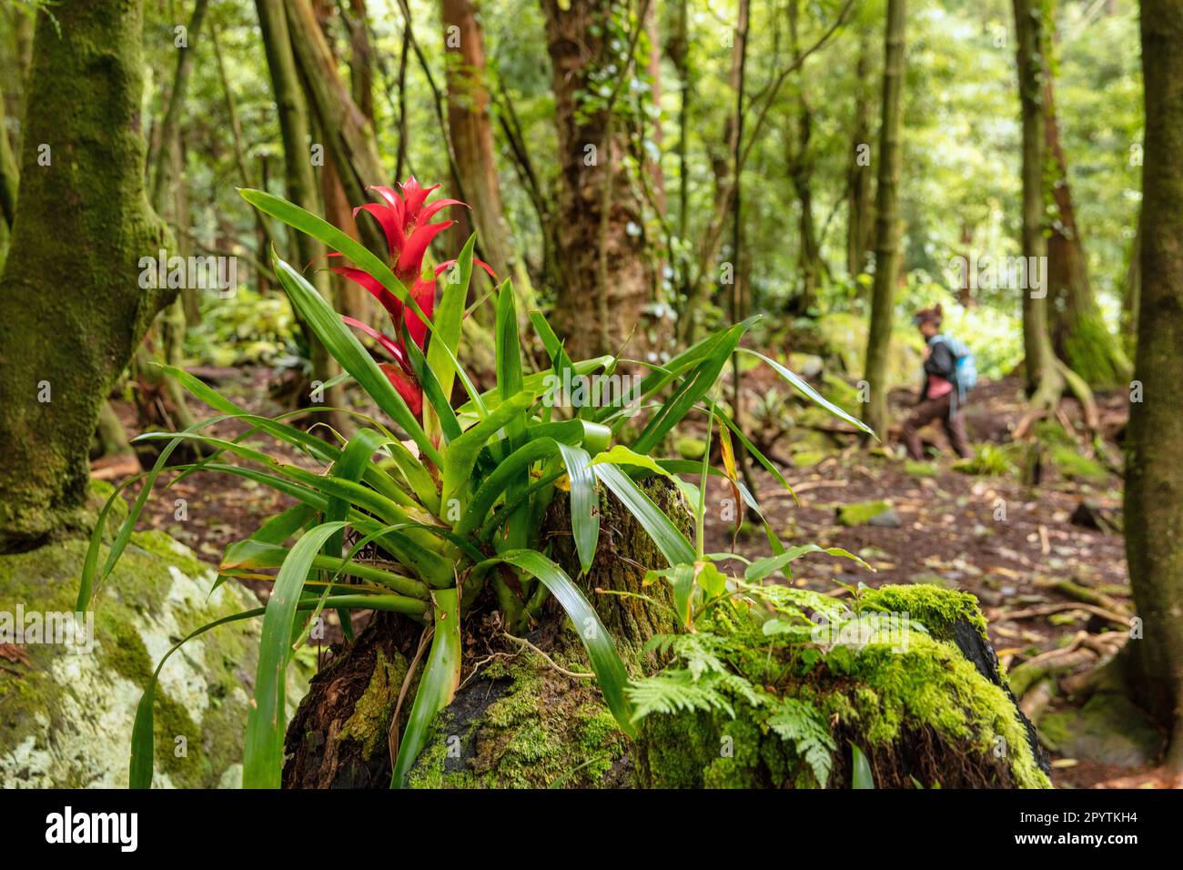 Portugal, Azores, Sao Miguel Island, Furnas. Hot springs and fumaroles ...