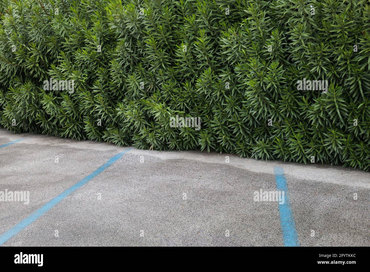 Empty car parking space in a parking lot Stock Photo - Alamy
