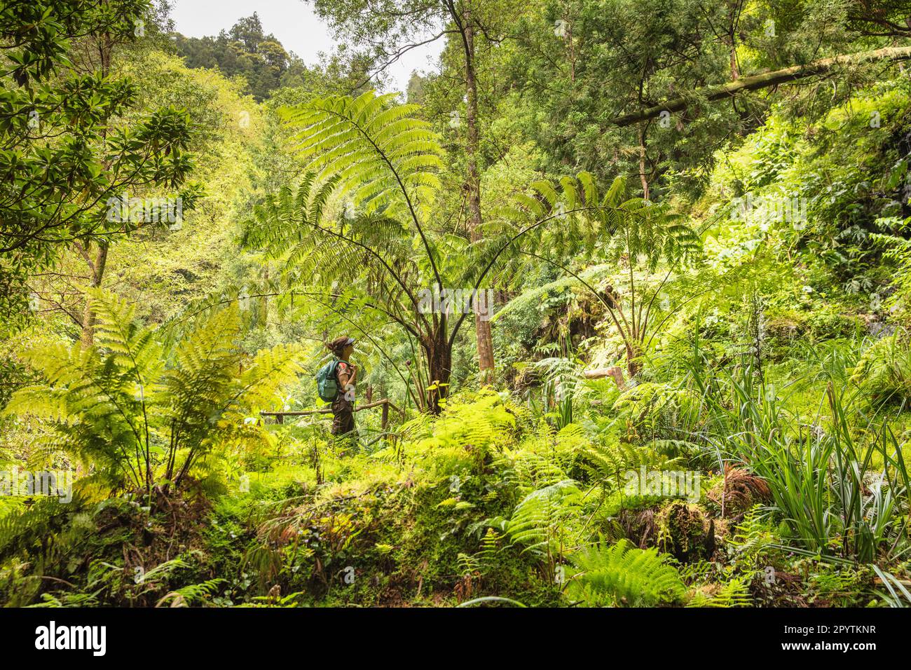 Portugal, Azores, Sao Miguel Island, Furnas. Hot springs and fumaroles ...