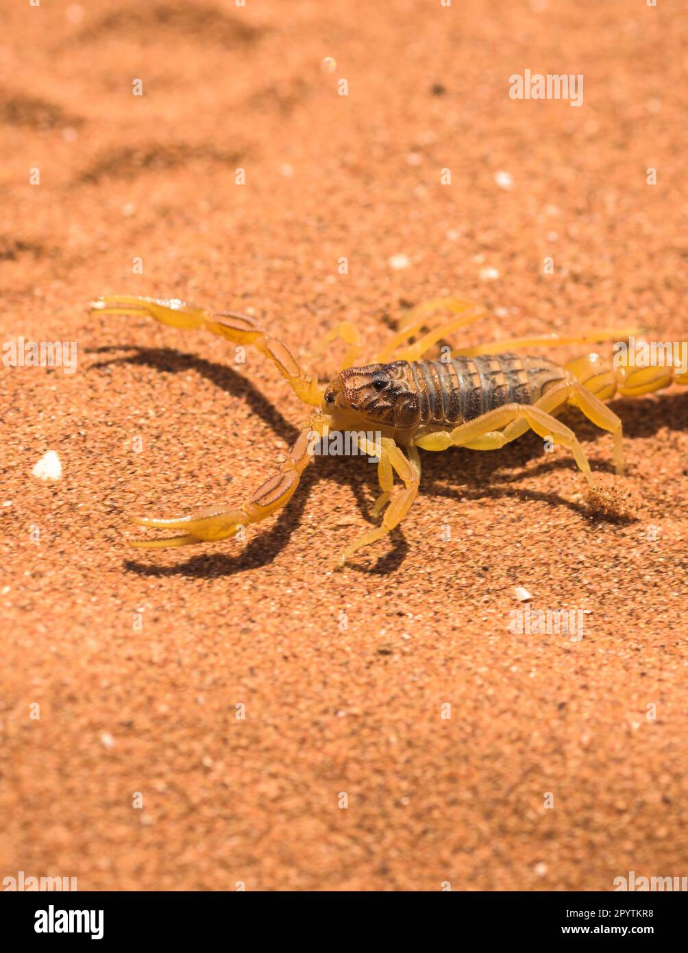 Moroccan Scorpion on the desert sand, Scorpion in close-up Buthus ...