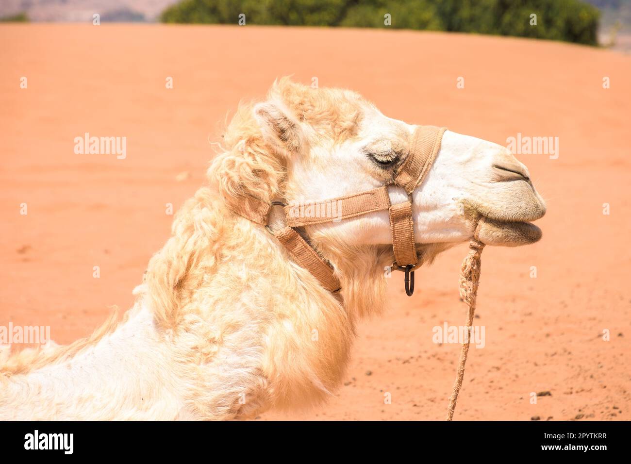 Camel sitting hi-res stock photography and images - Alamy