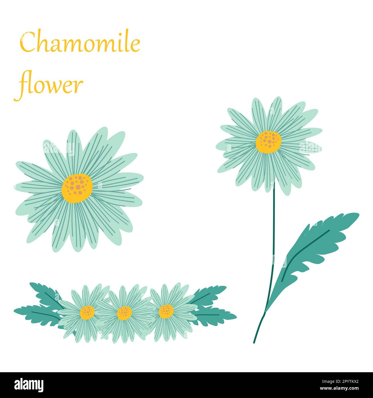 Chamomile field color bouquet Stock Vector Images - Alamy
