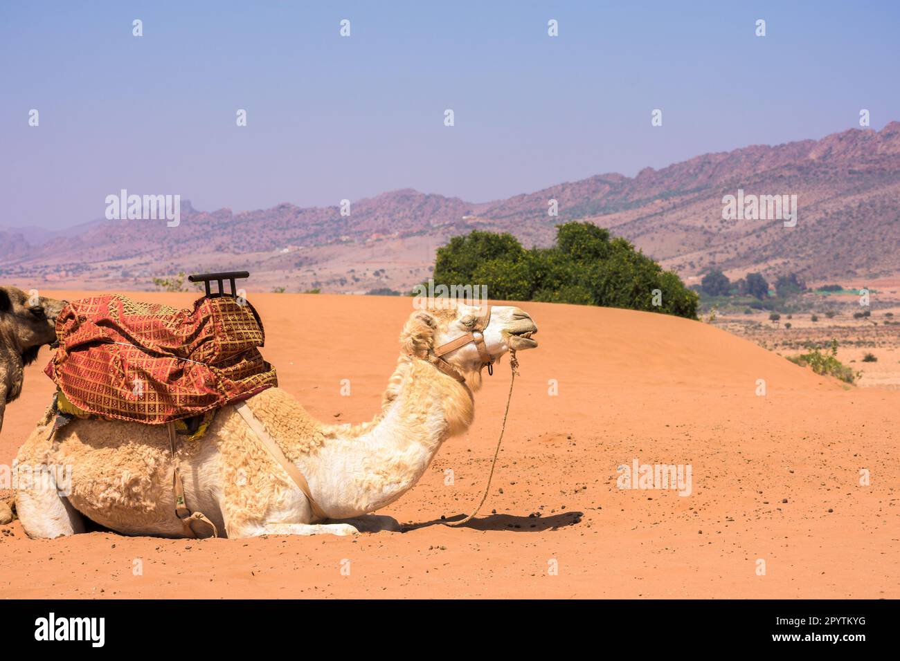 Camel sitting on the sand in Morocco Stock Photo - Alamy
