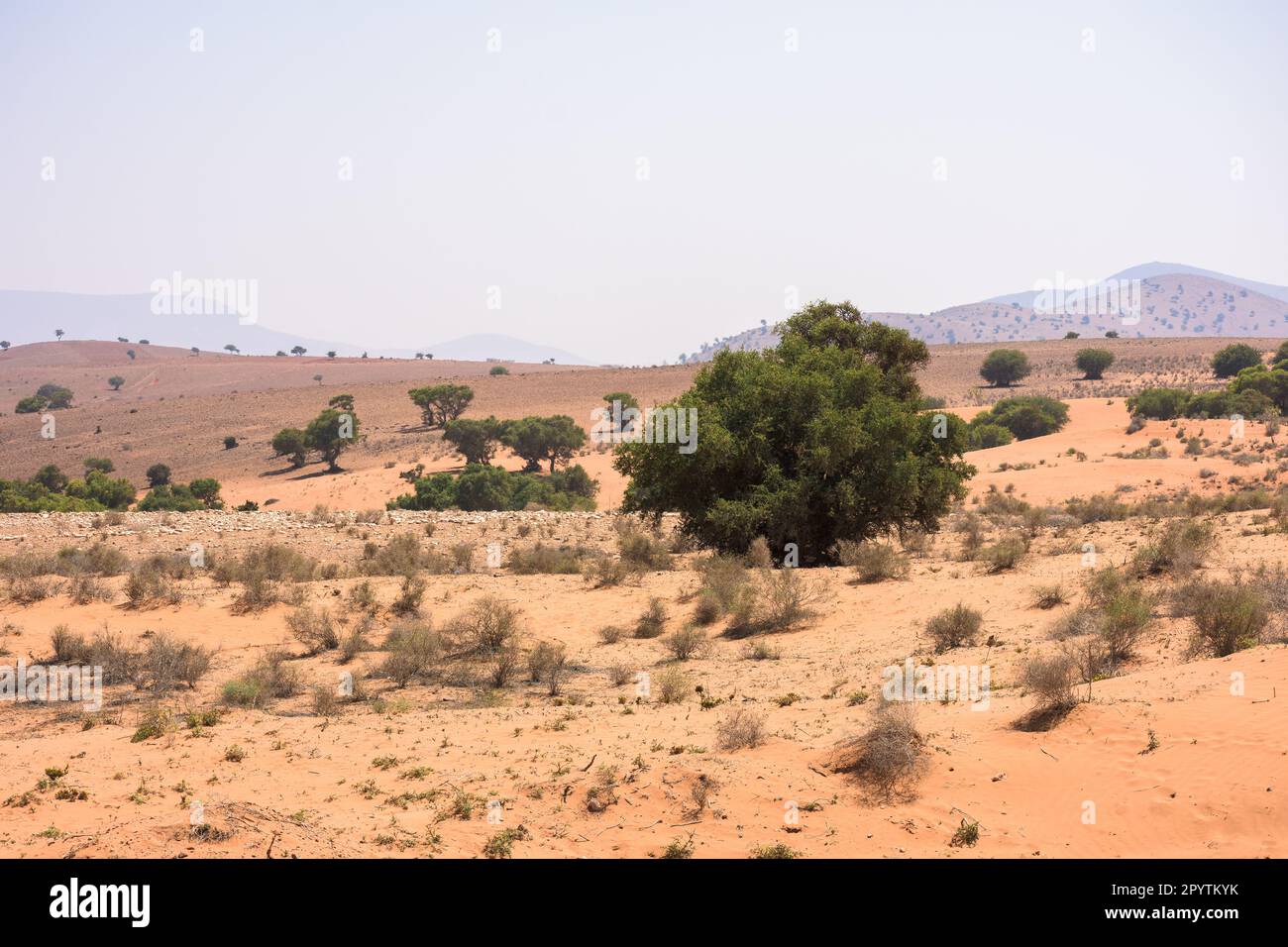 Vegetation in the Sahara desert in Morocco Stock Photo - Alamy