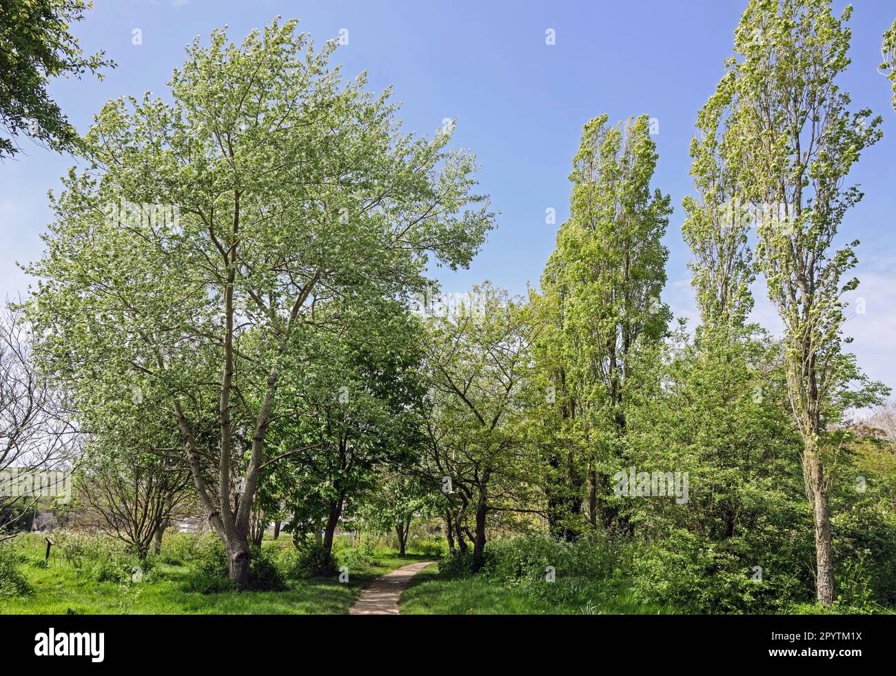 A pathway through the trees in the compact Millbrook Park beside the ... A pathway through the trees in the compact Millbrook Park beside the ...
