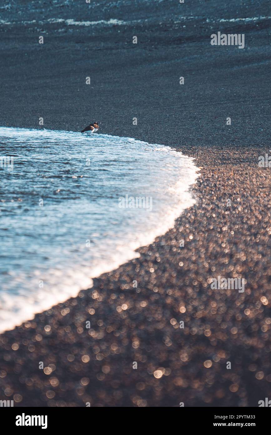 A cute and small bird on the shoreline of a beach, wading in shallow ...
