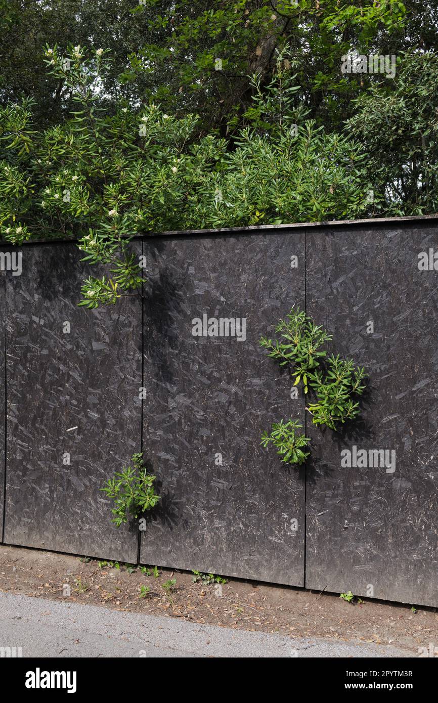 Natural plants and vegetation surviving and growing in urban ...