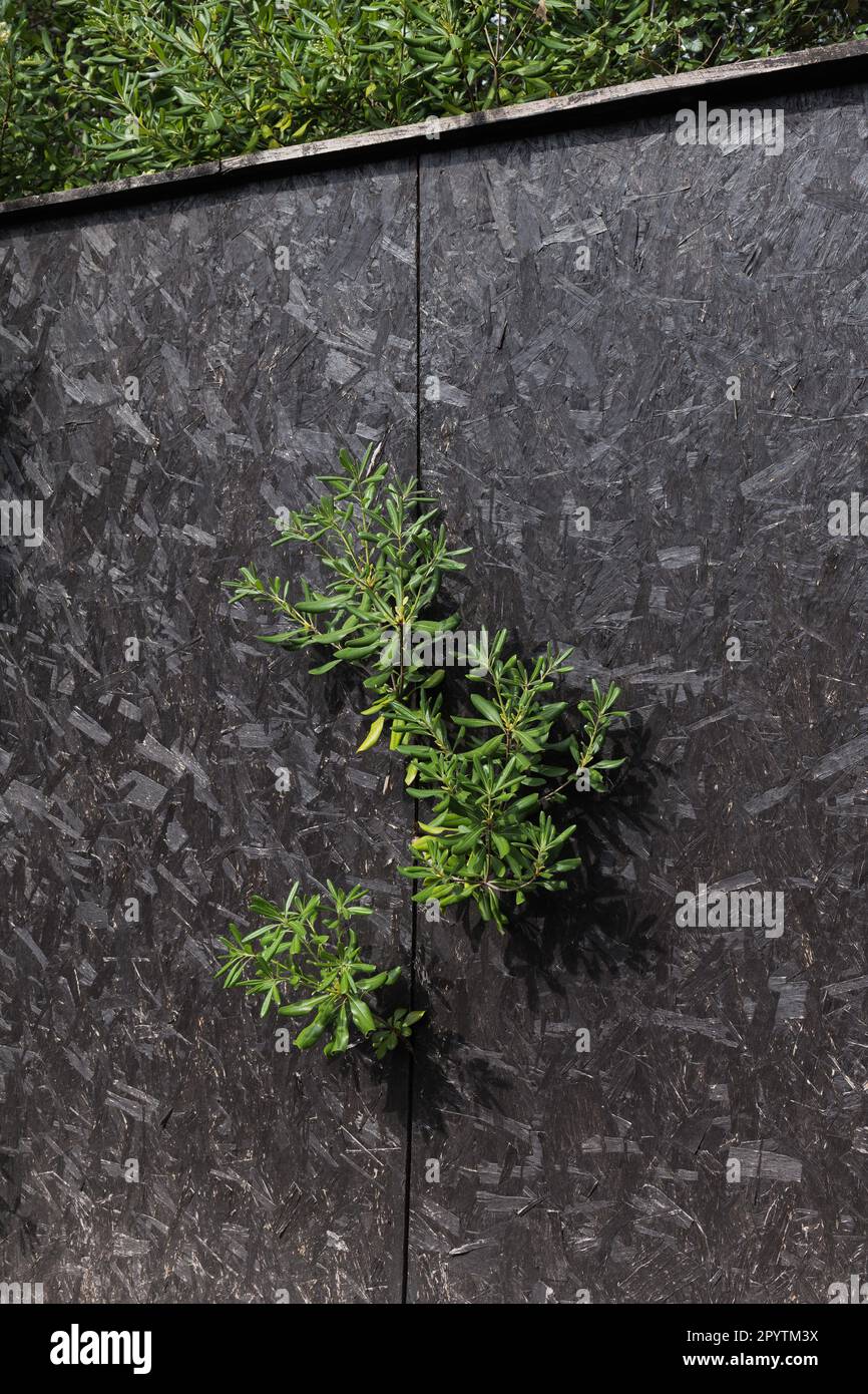 Natural plants and vegetation surviving and growing in urban ...