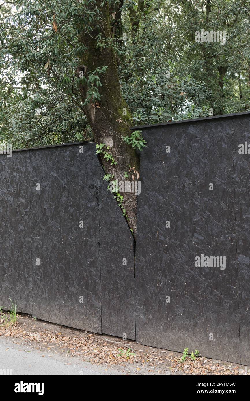 Natural plants and vegetation surviving and growing in urban ...