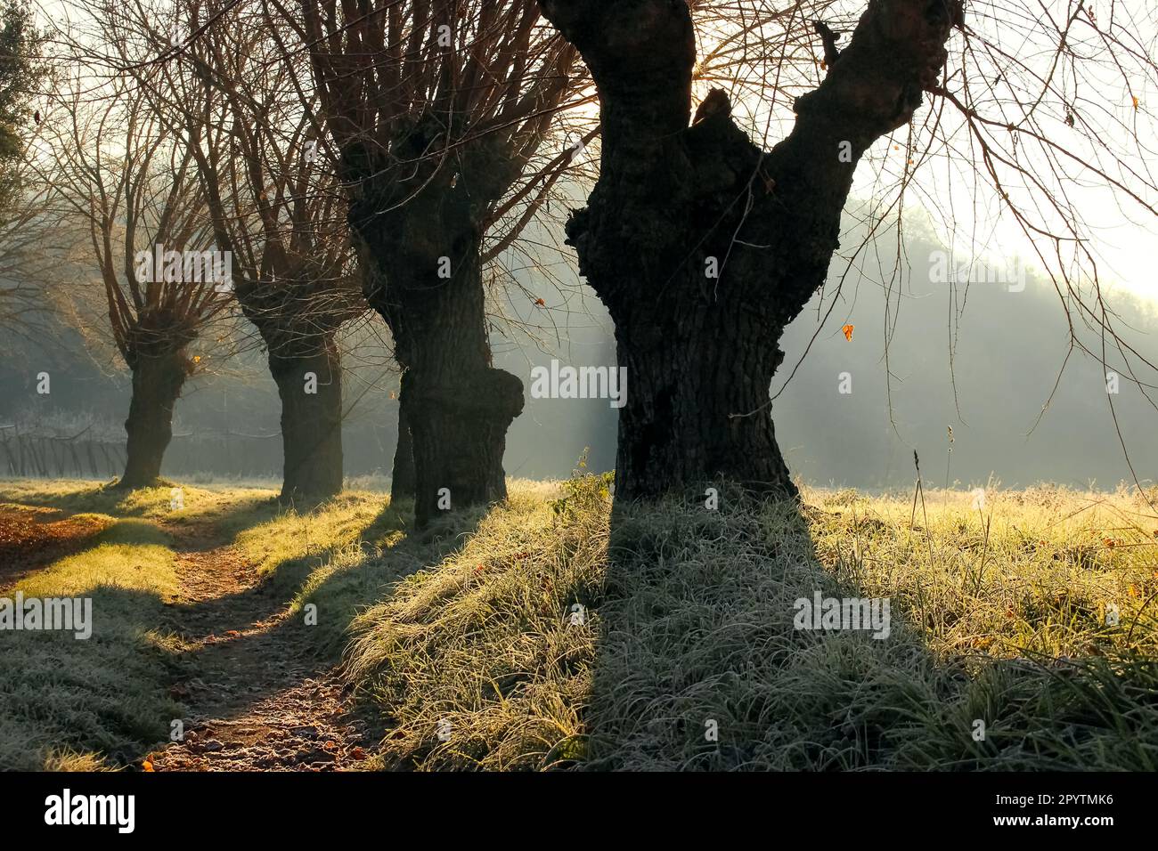 field, hill, early morning, frosty freshness, the sun's rays break ...