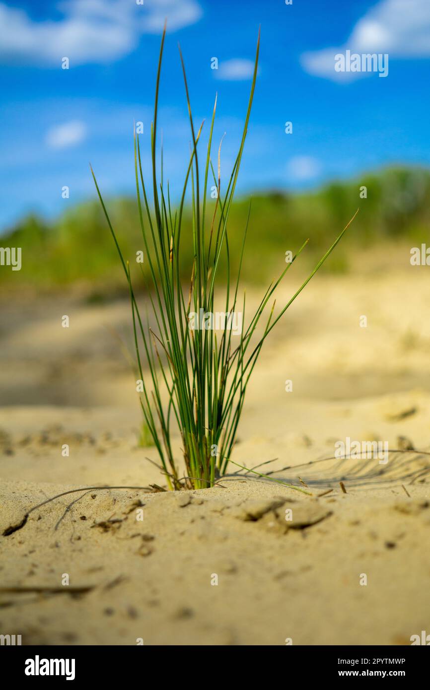 A close-up shot of a patch of lush green grass growing in the sandy ...