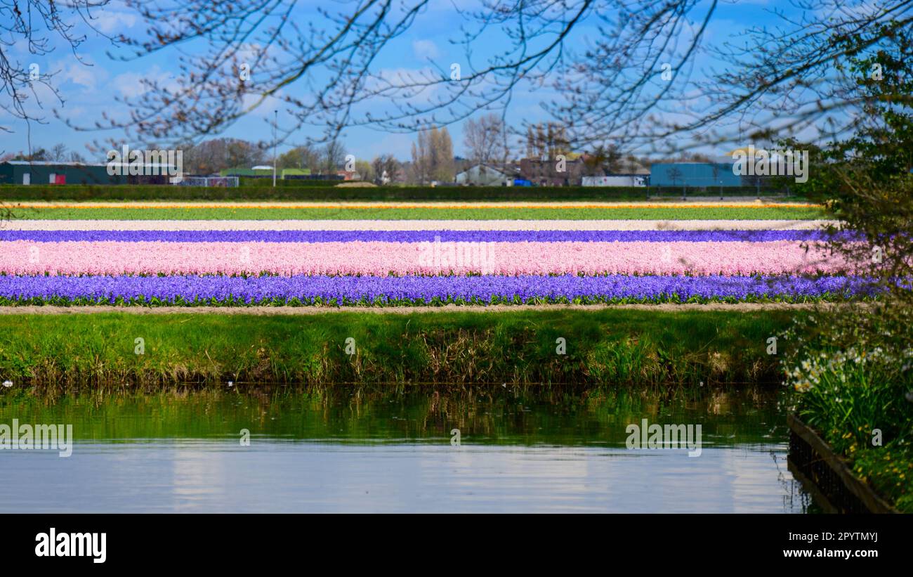 River of tulips hi-res stock photography and images - Alamy