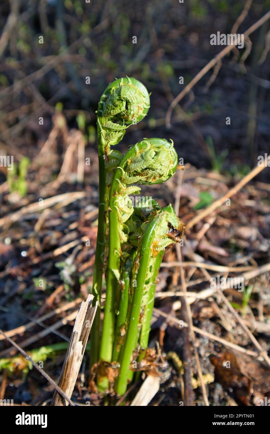 Uncurl hi-res stock photography and images - Alamy