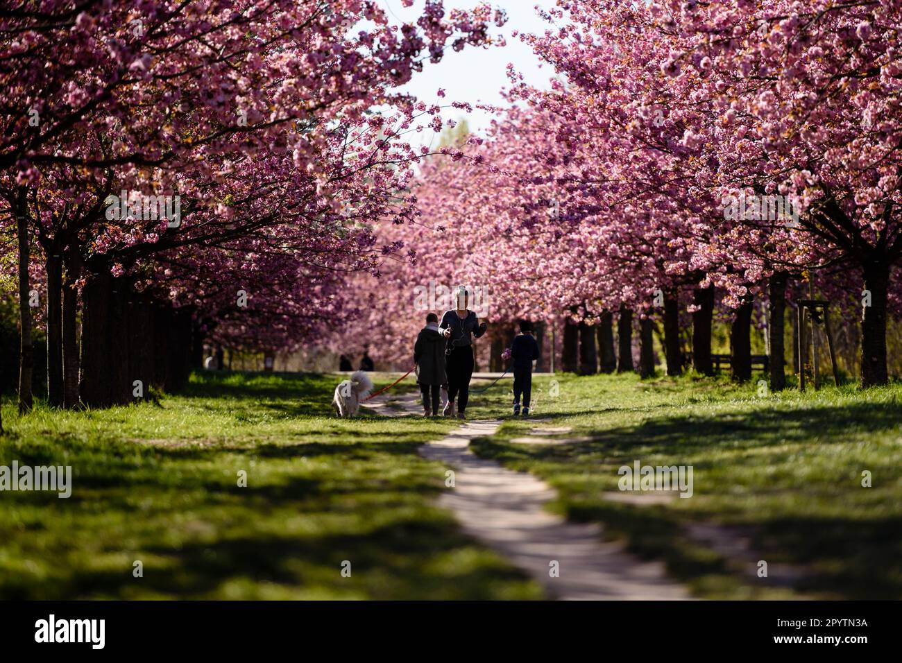 April 20, 2020: People can be seen walking through the colourful ...