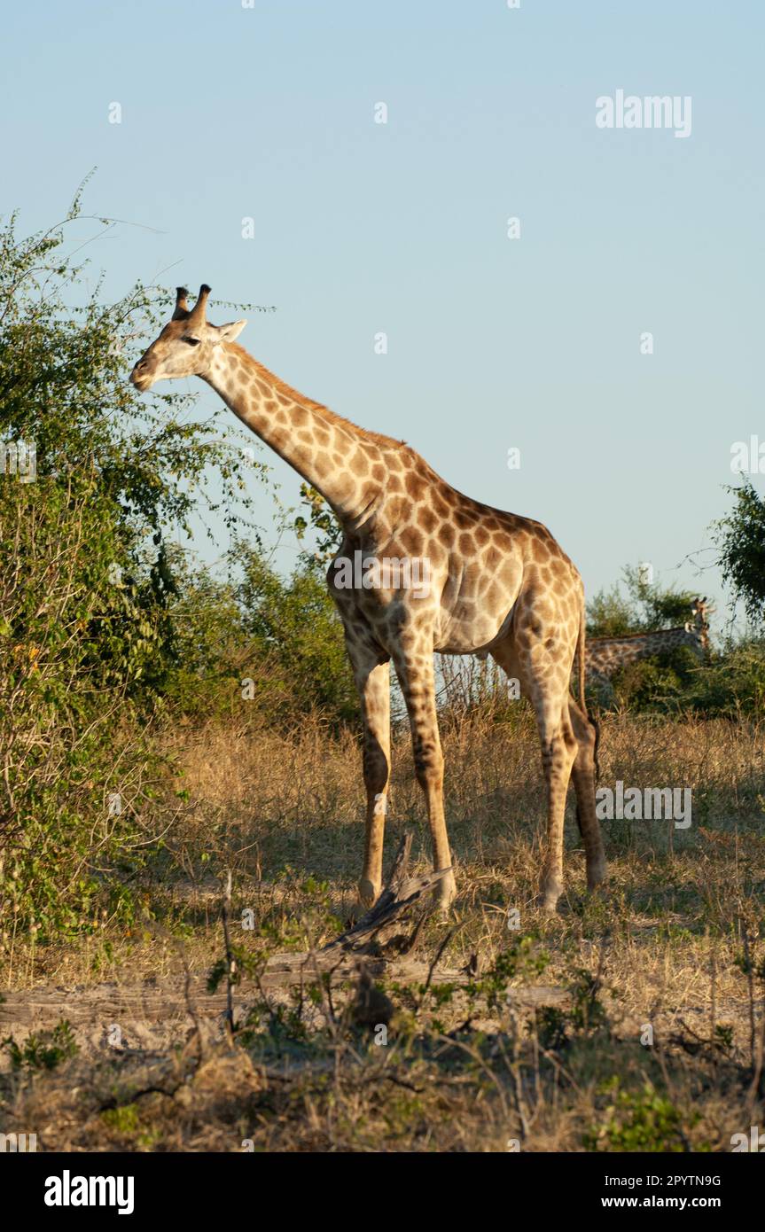 Giraffe height hi-res stock photography and images - Alamy
