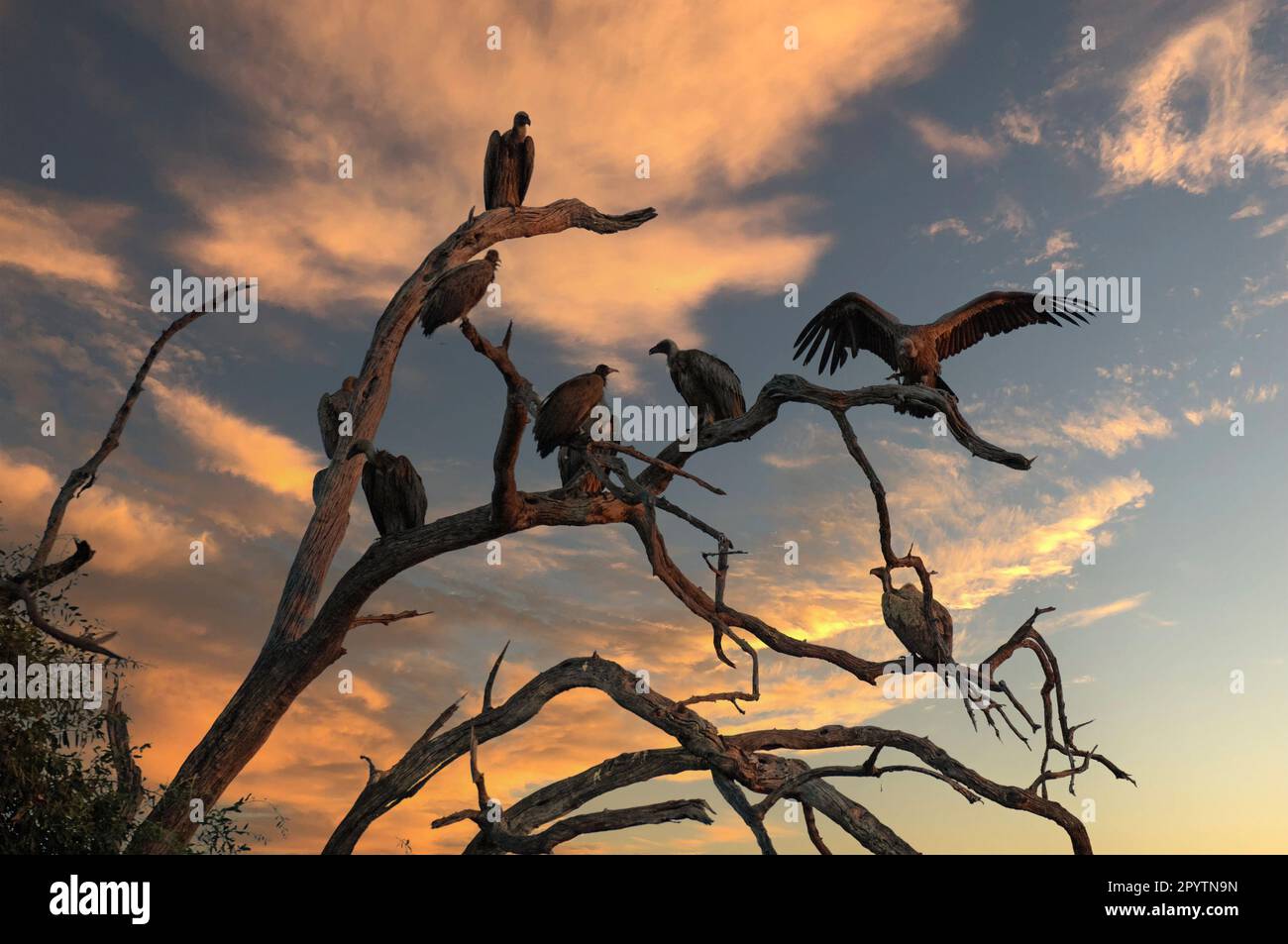 Birds of chobe national park hi-res stock photography and images - Alamy