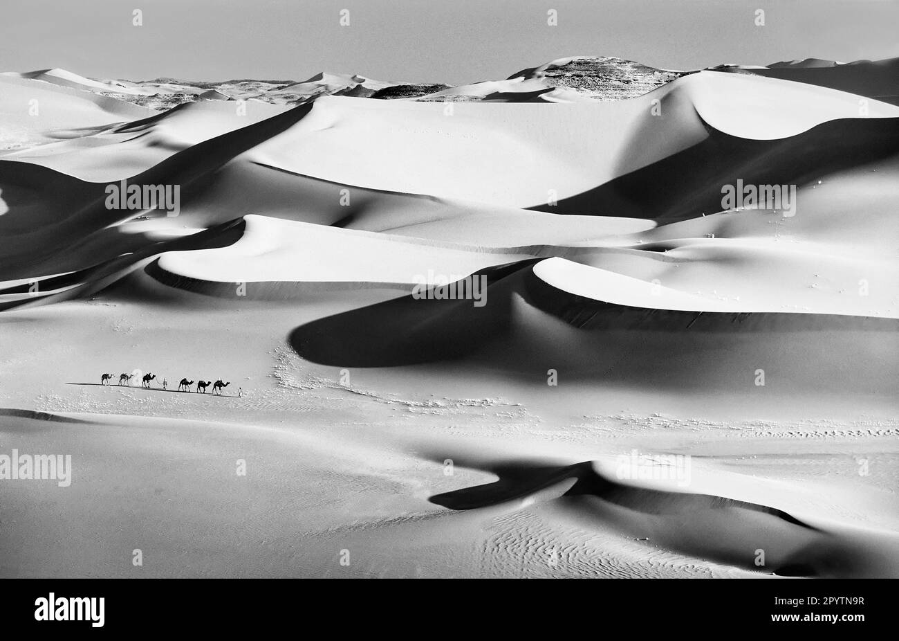 Tuareg men camel Black and White Stock Photos & Images - Alamy