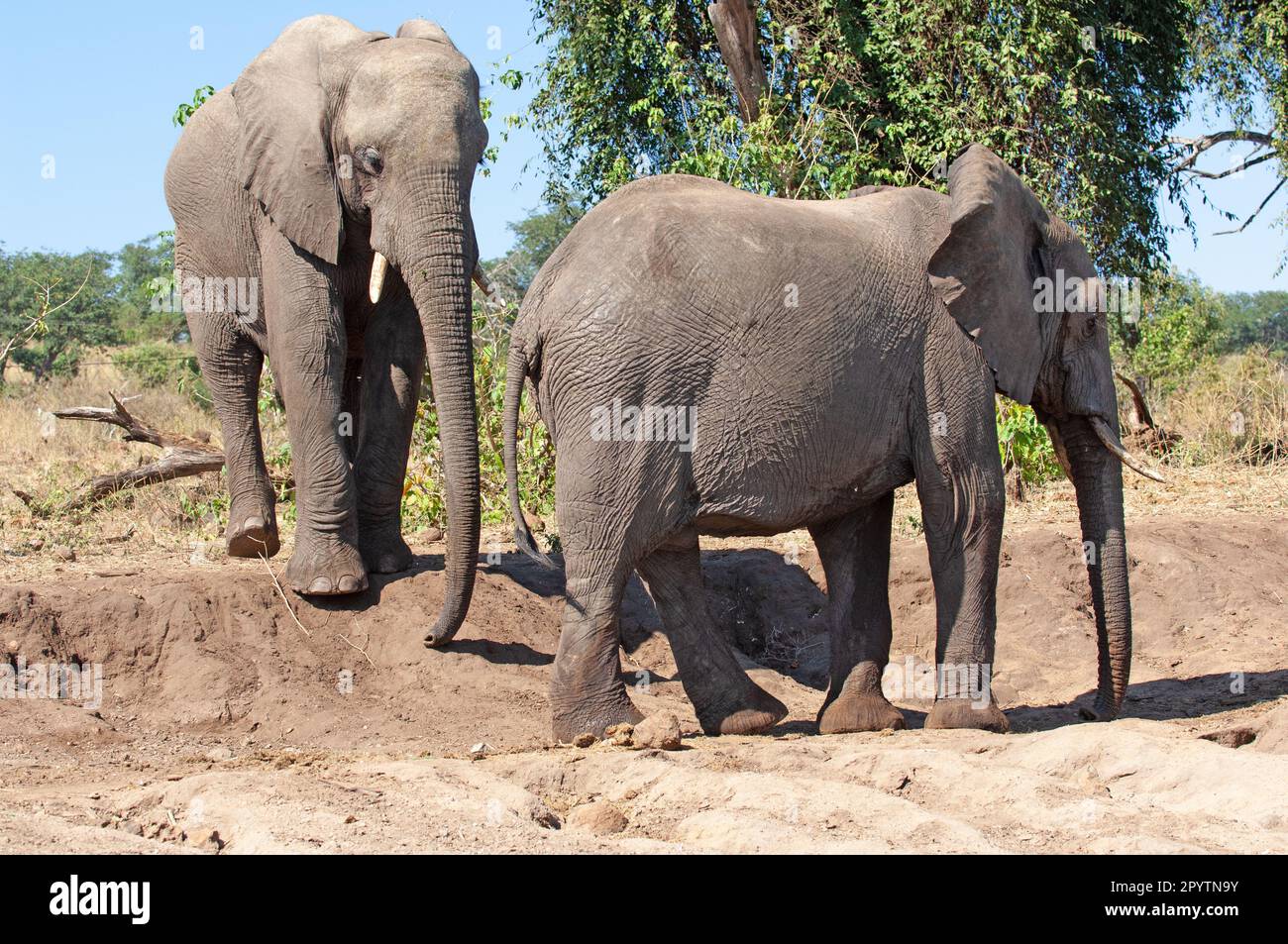 Two elephants walking in Chobe National Park Botswana showing front and ...