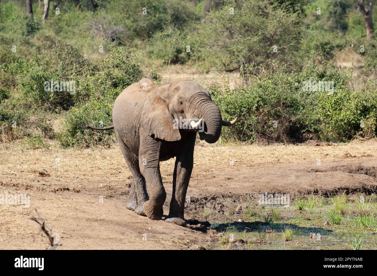 Juvenile elephant mock charging Stock Photo - Alamy