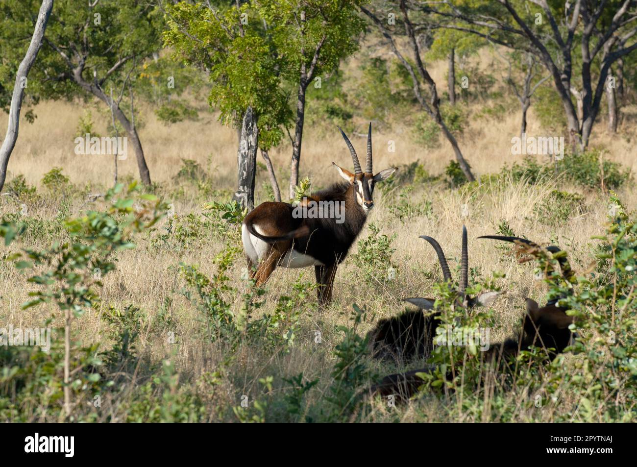 Male Sable Antelope hiding in bush Chobe National Park Botswana. Group ...