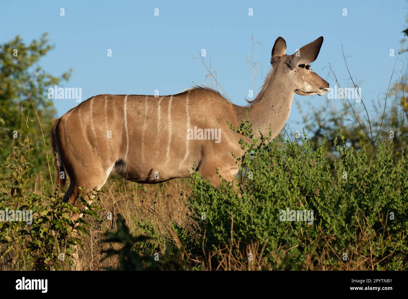 Kudu markings hi-res stock photography and images - Alamy