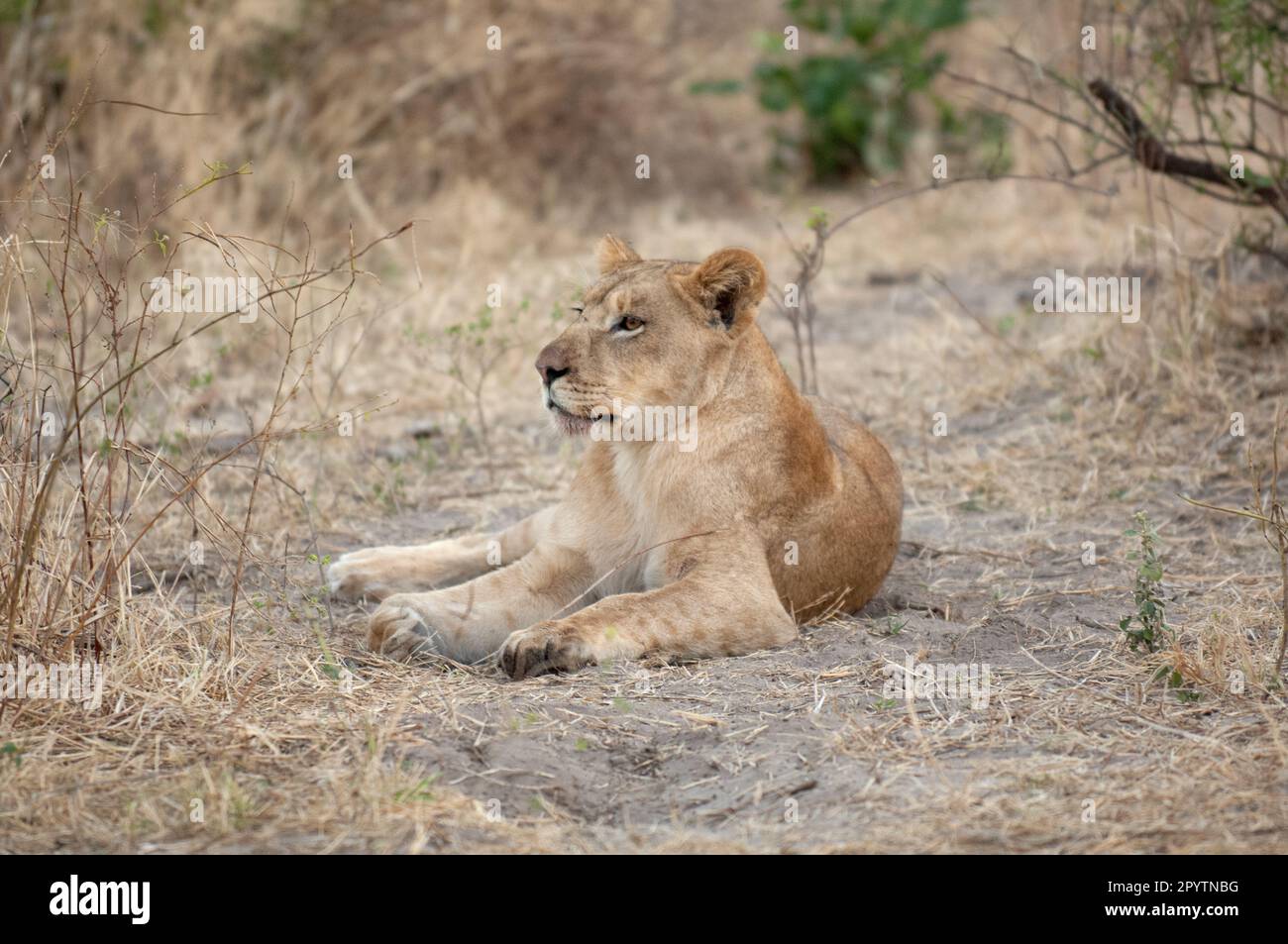 Lioness resting in the bush. Chobe National Park Botswana. Shows ...