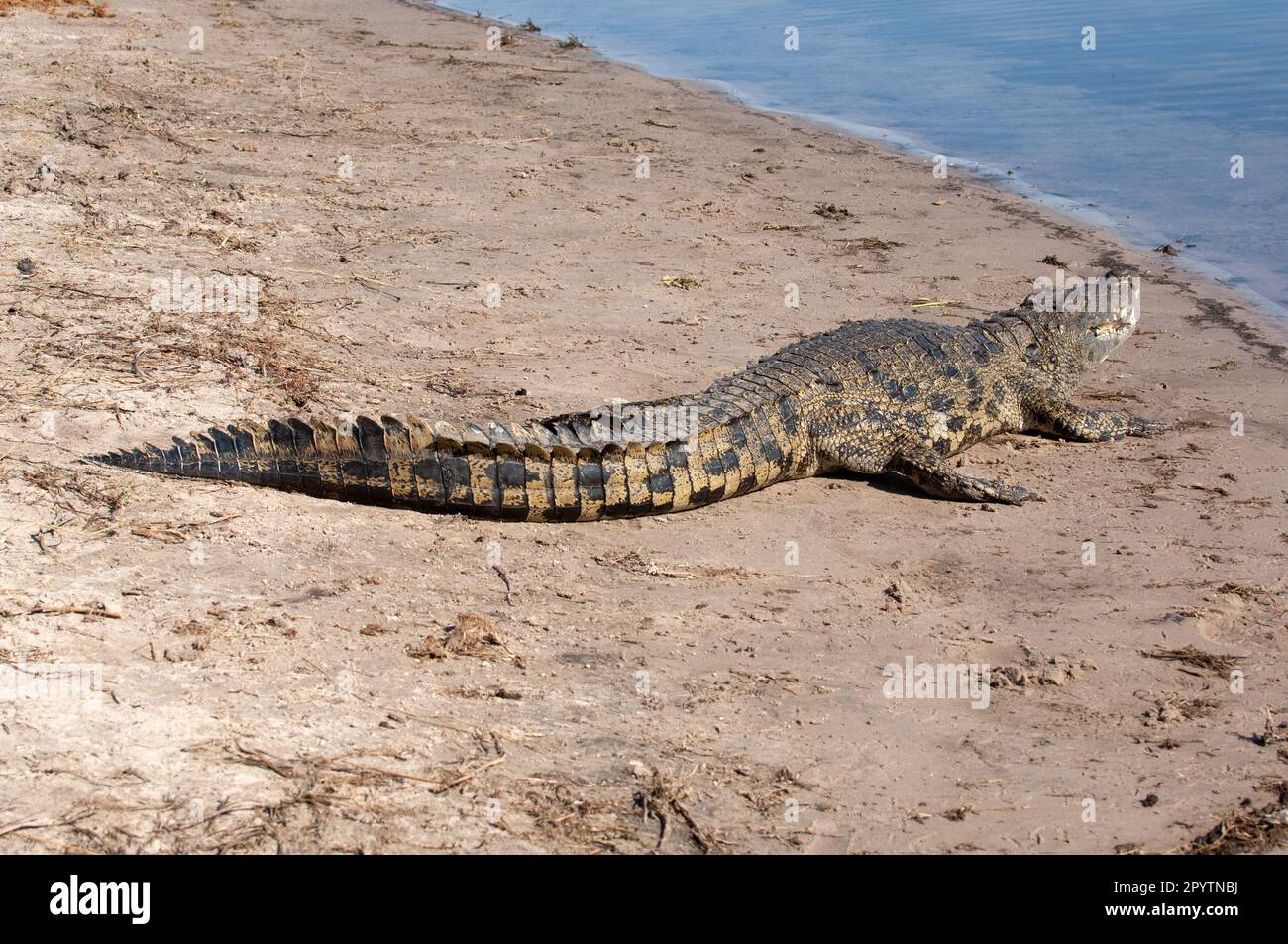 Nile Crocodile (Crocodylus niloticus) long tail on river bank in Chobe ...