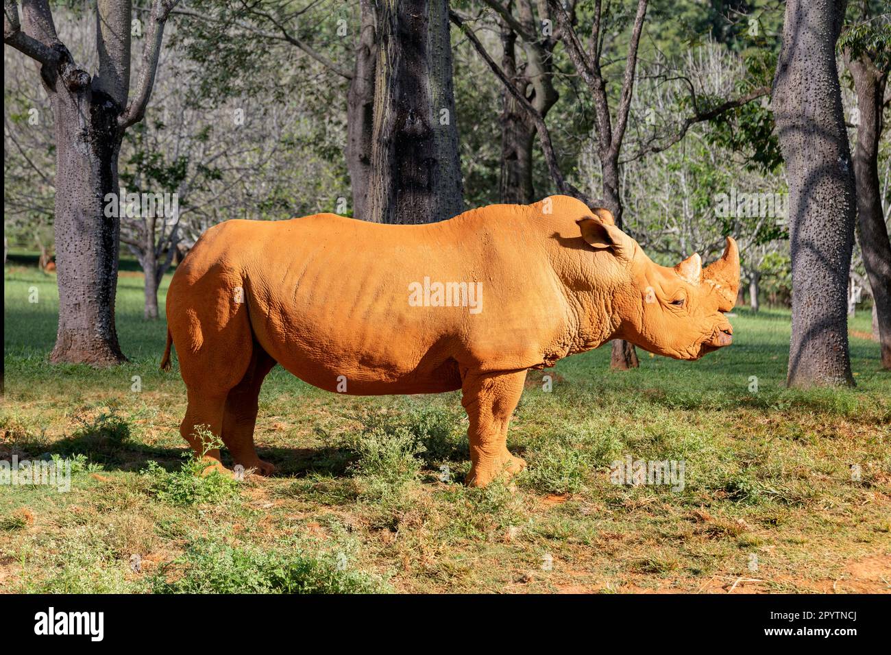 African white rhino isolated in the forest Stock Photo - Alamy