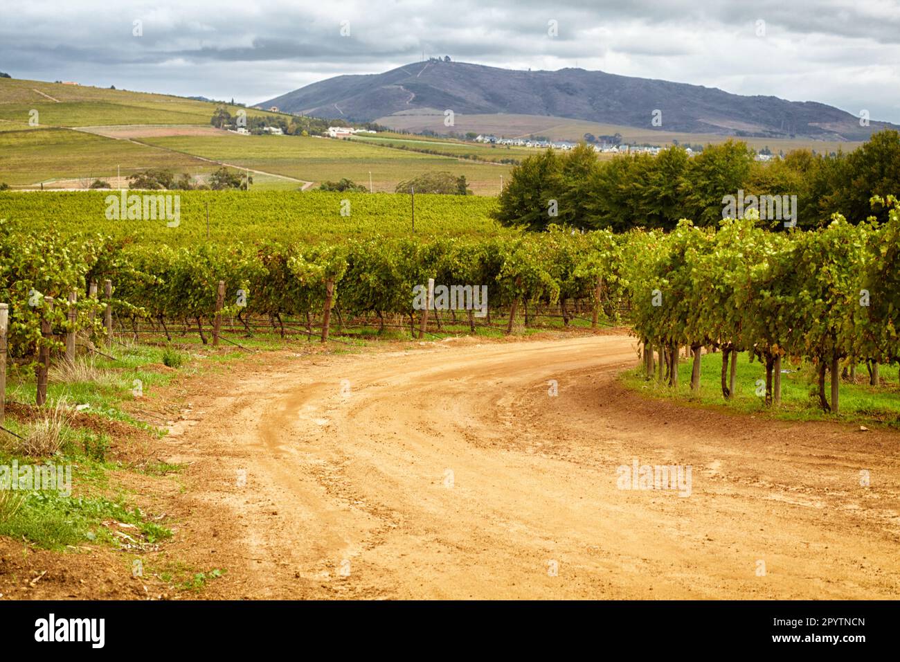 Farm, agriculture and sustainability with a dirt road through crops in ...