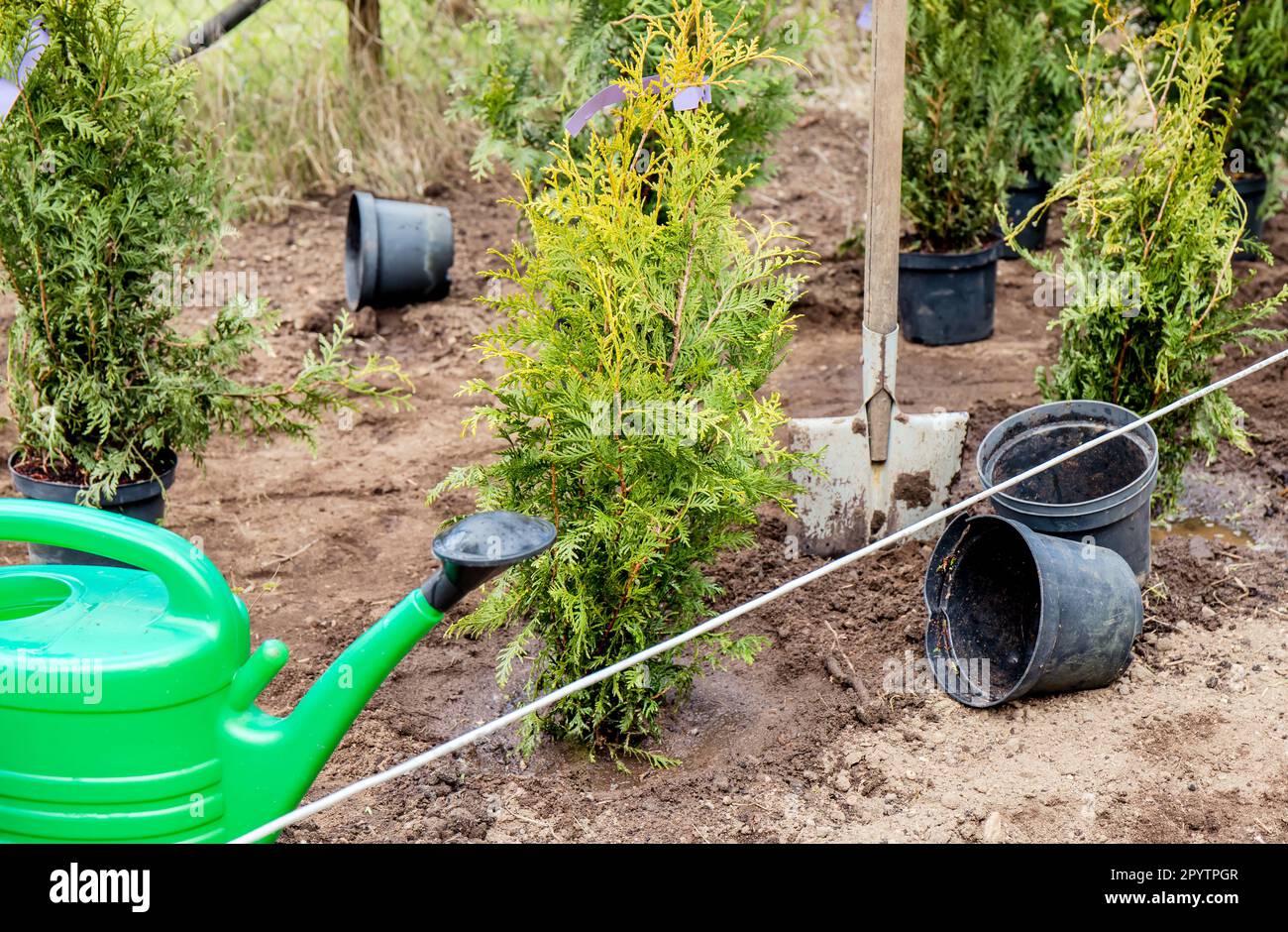 Planting Thuja occidentalis tree of life hedge in home garden soil ...