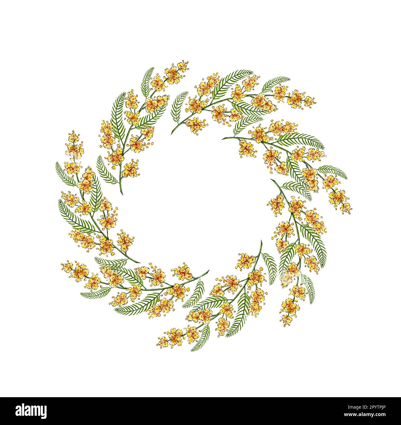 Watercolor illustration of a wreath of mimosa flowers. Beautiful round ...
