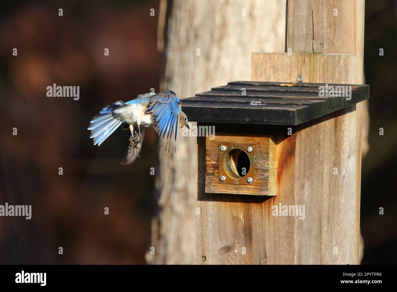 A beautiful blue jay in midflight, stretching its wings as it soars ...