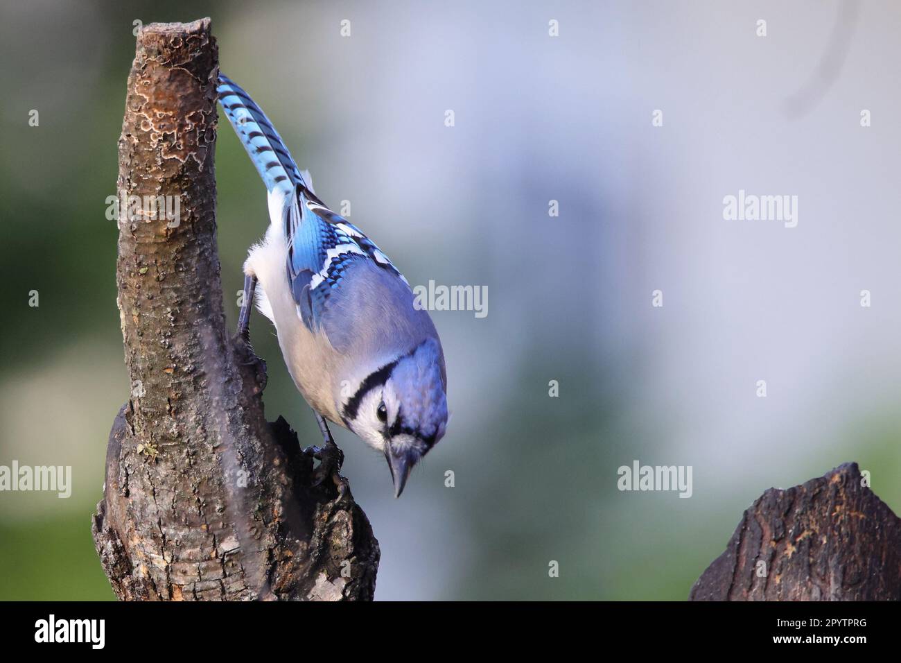 A blue jay perched atop a wooden tree branch, looking off in the distance Stock Photo - Alamy