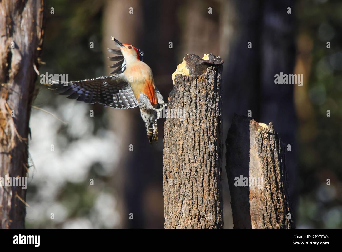 A vibrant northern flicker captured in mid-flight near a tree Stock ...