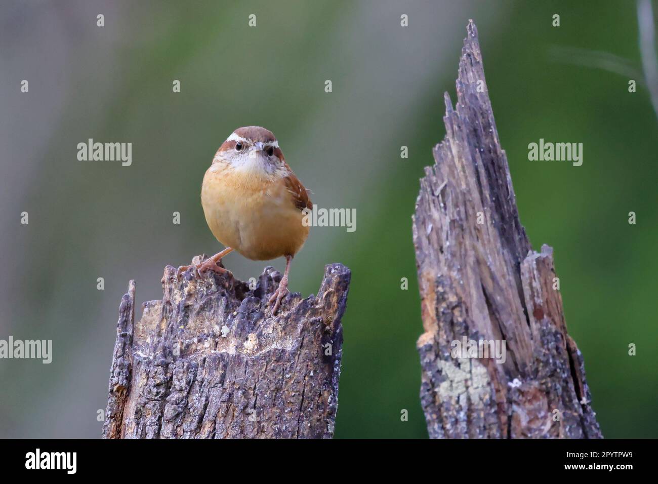 A solitary bird perched atop a tree branch Stock Photo - Alamy