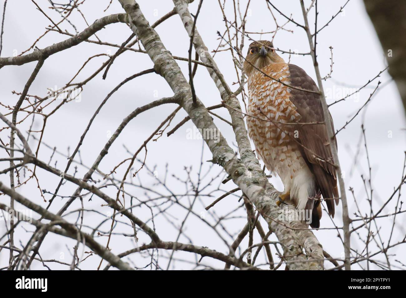 A majestic hawk perched atop a sturdy tree branch Stock Photo - Alamy