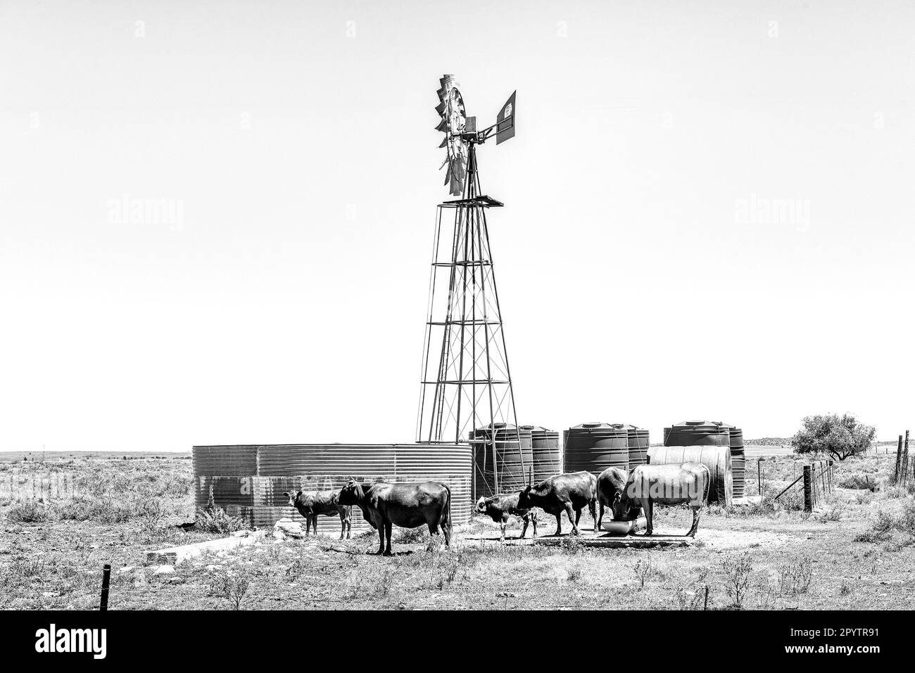 A windmill, dam, water storage tanks and cattle on road R369 between ...
