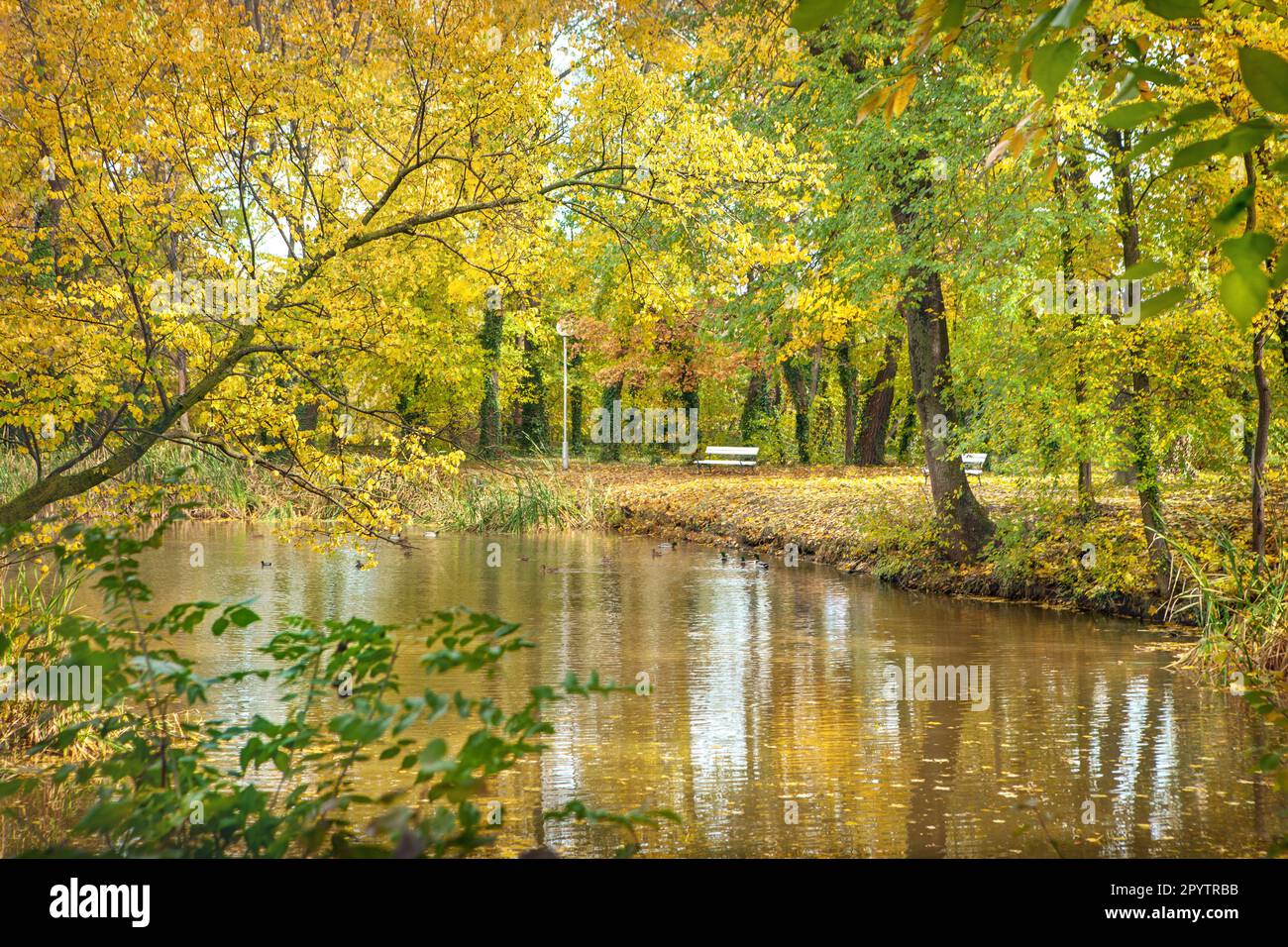 Autumn colorful park with lake. Park in Temerin city in Serbia. Old ...
