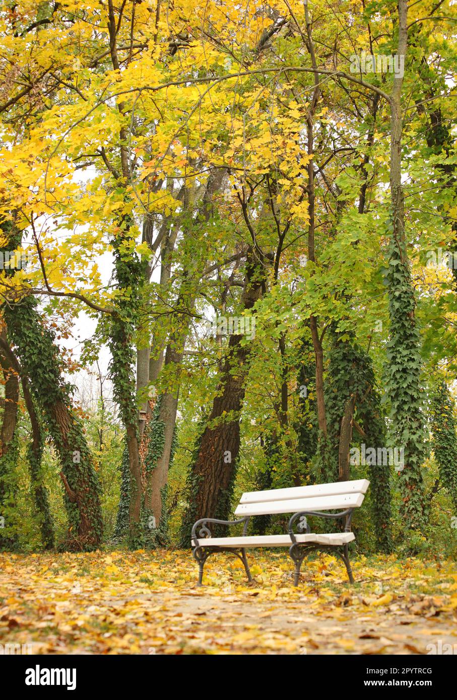 Colorful autumn park with bench. Old park in Temerin. Nature reserve in ...