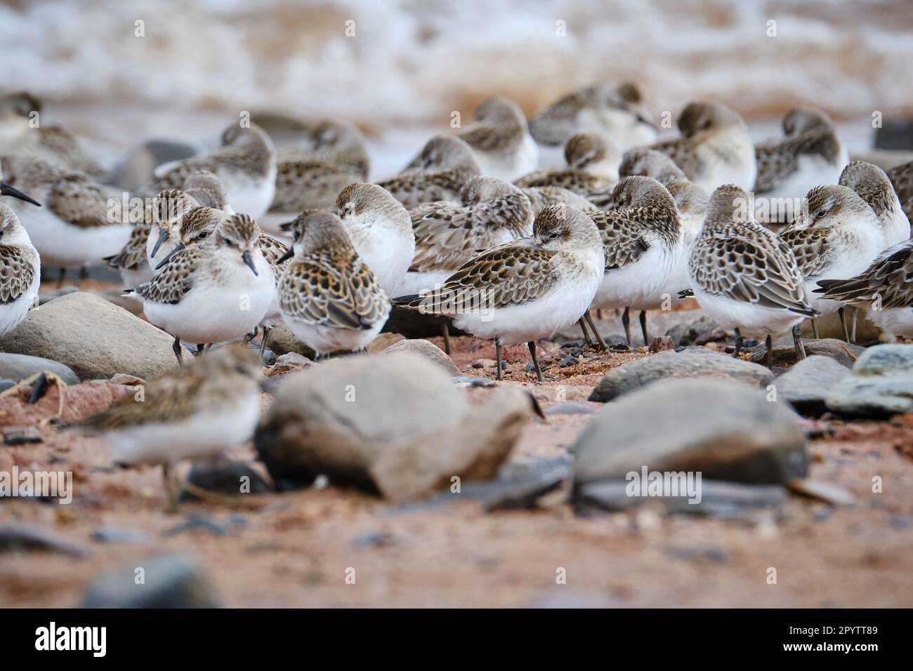 flock of Semipalmated Sandpiper, Calidris pusilla, hundled together on ...