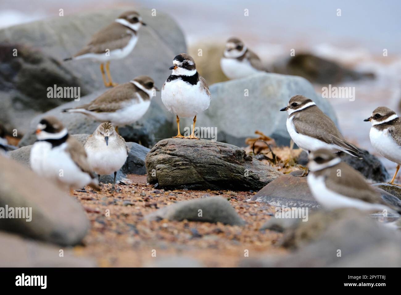 flock of Semipalmated plovers, Charadrius semipalmatus, together on a ...
