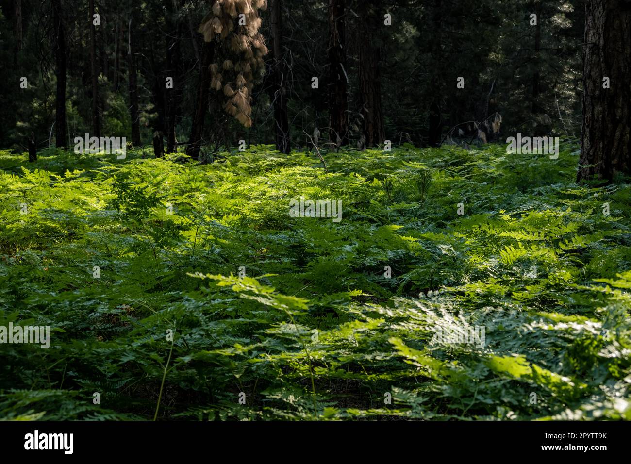 Tall Ferns Fill The Forest Floor In The North Western Corner of ...