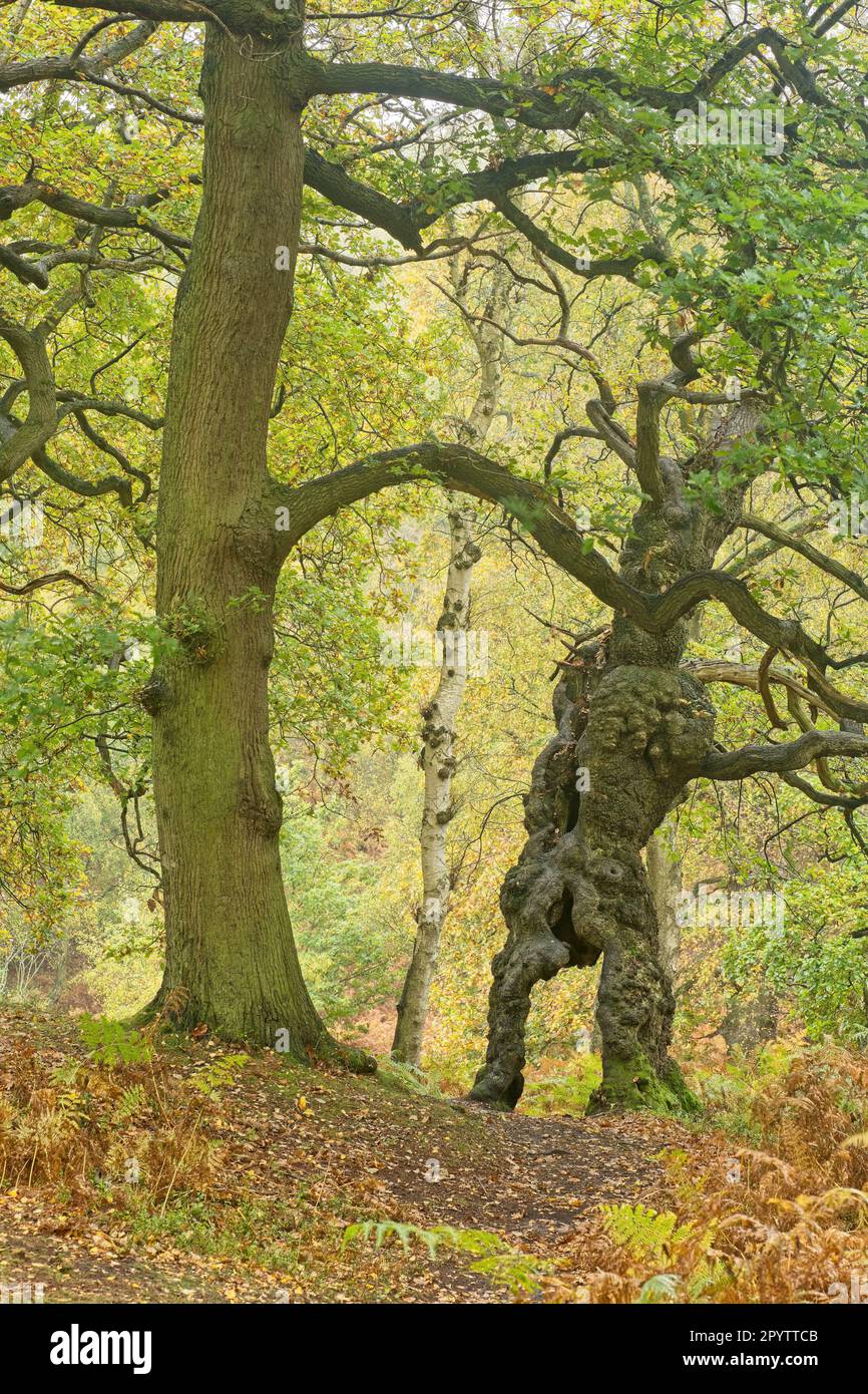 A damaged oak tree in a green forest near Brocton Coppice, England ...