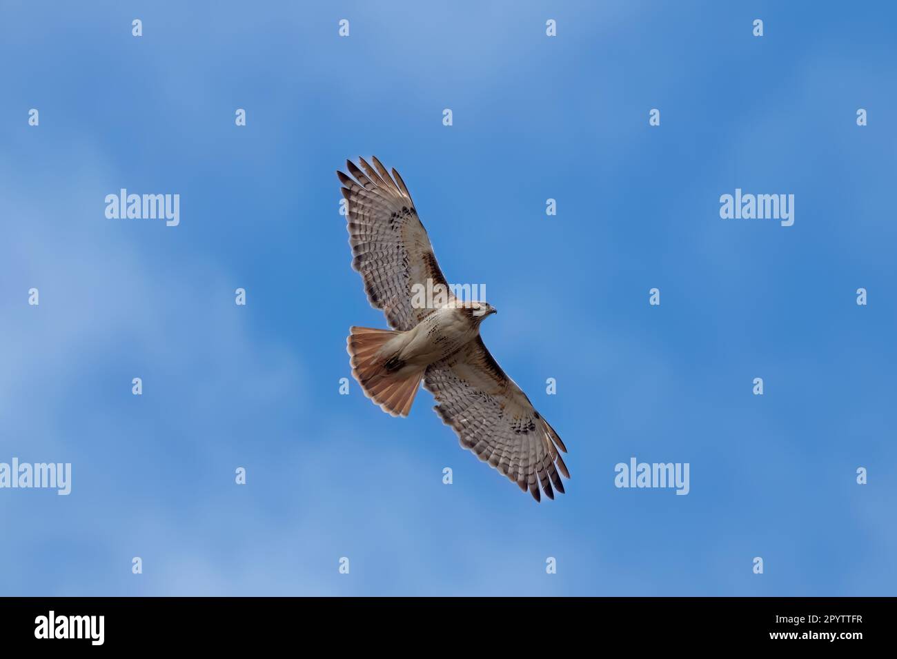 Red-tailed hawk (Buteo jamaicensis) in flight. Natural scene from ...