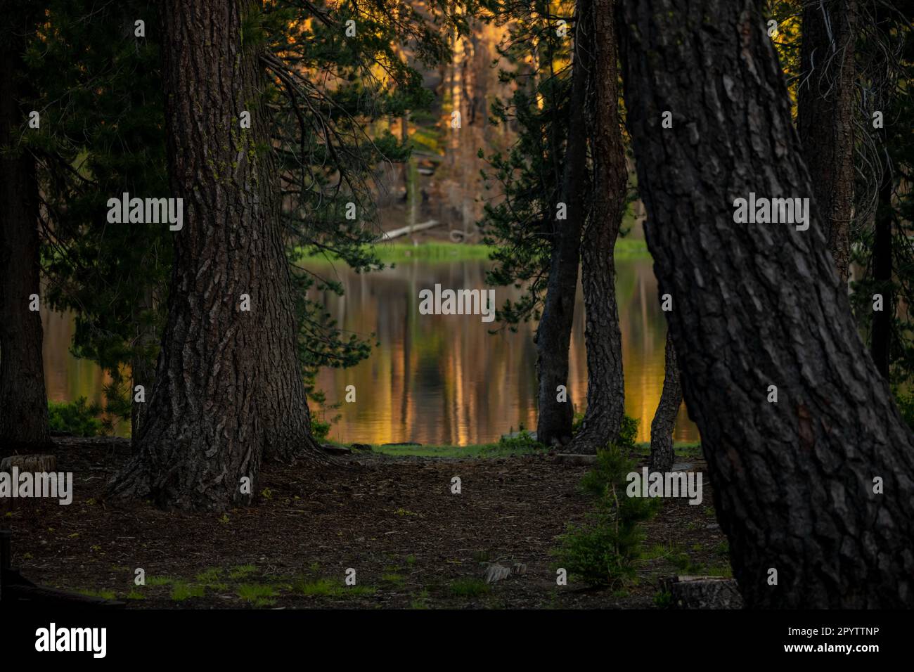 Trees Surround Summit Lake Reflecting Morning Light in Lassen Volcanic ...